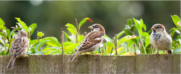 How to design a wildlife-friendly garden – Bridge Street Stone